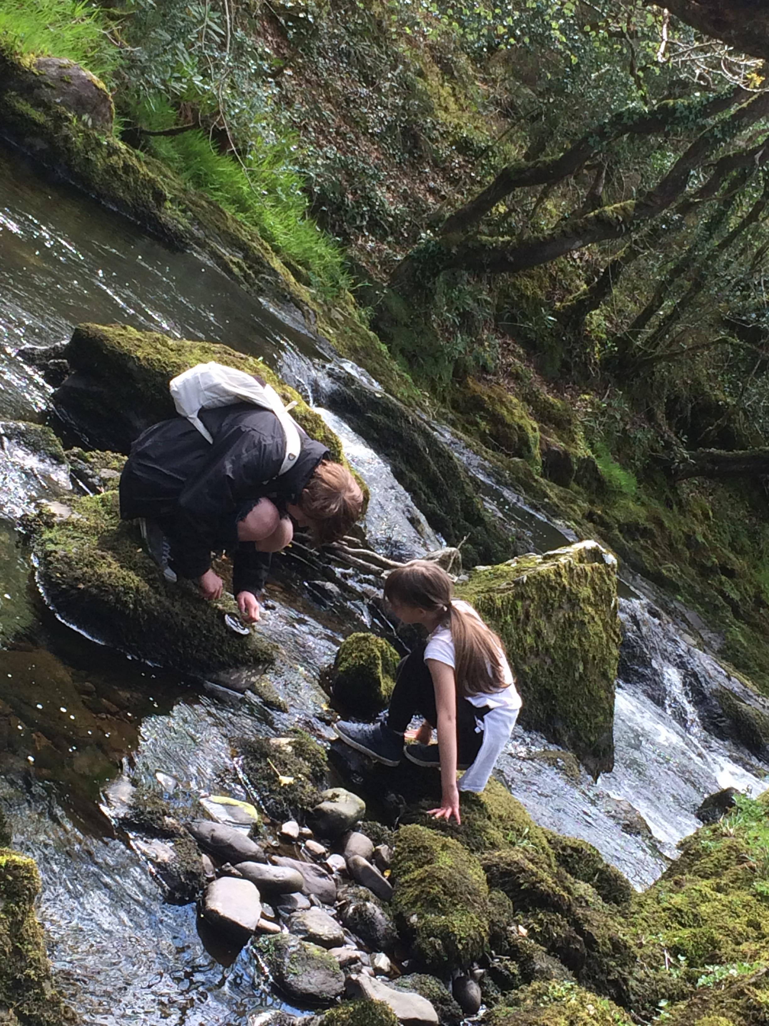 Glengarriff Woods – Waterfall Walk – West Cork with Kids