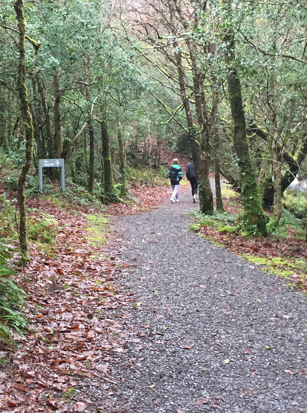 Glengarriff Woods – Waterfall Walk – West Cork with Kids