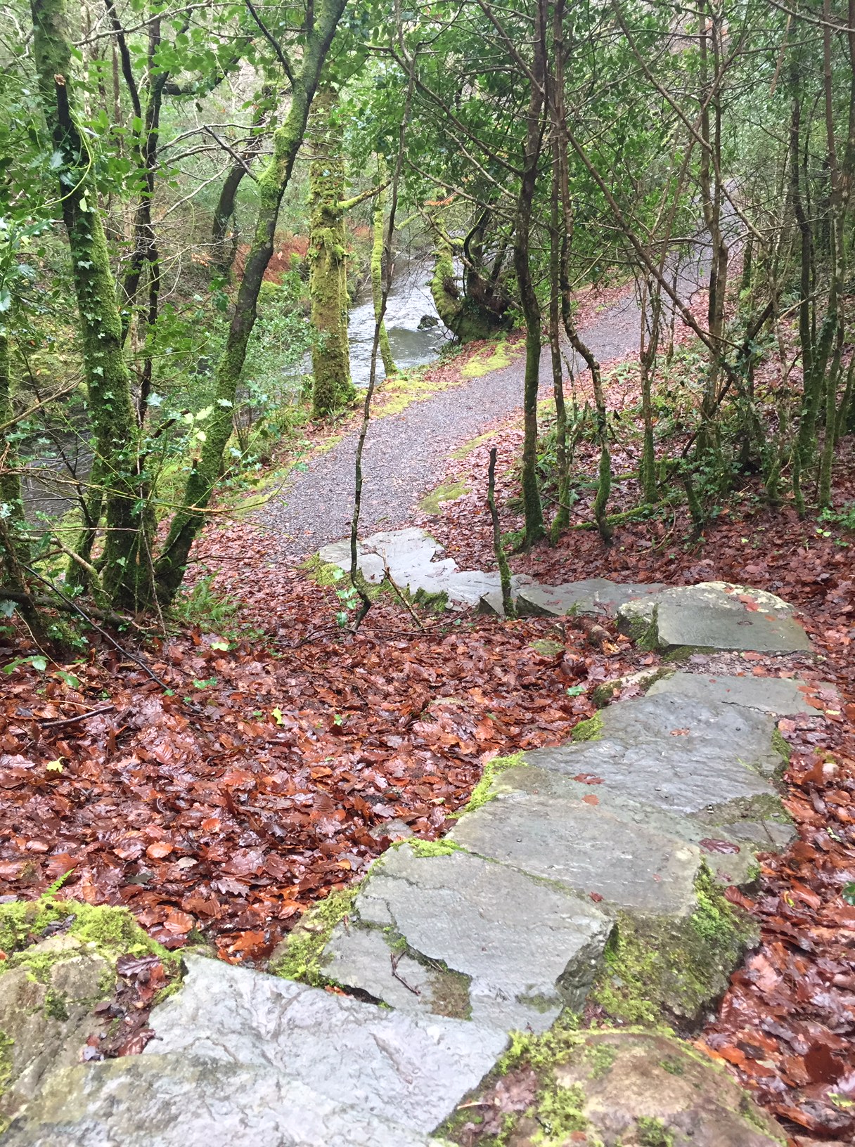 Glengarriff Woods – Waterfall Walk – West Cork with Kids