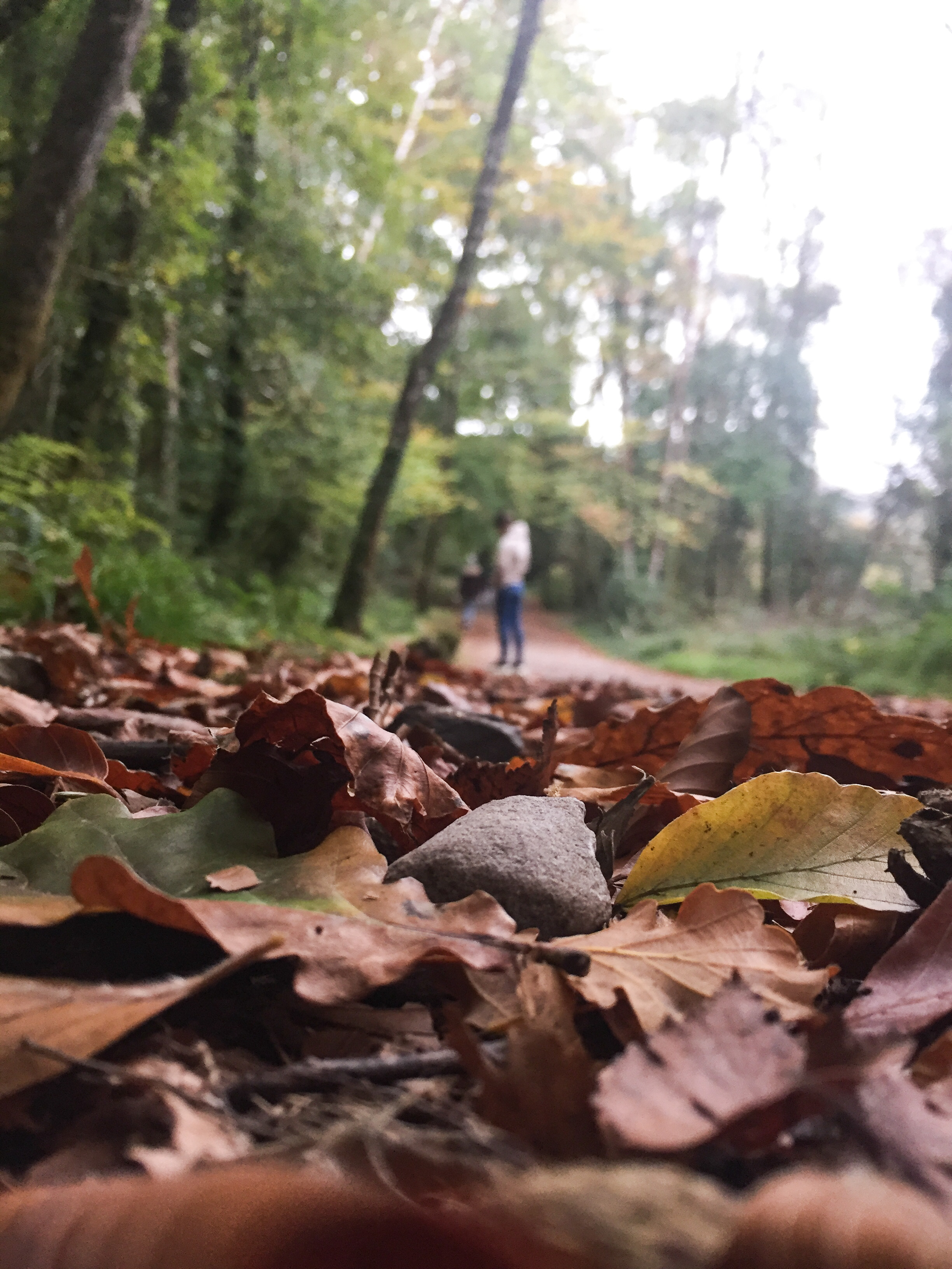 National Tree Week 2024 – West Cork with Kids